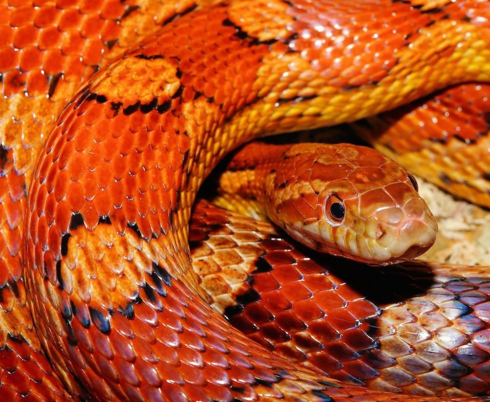 MAI 2020 : SERPENT DE MÉTAL 辛巳 Xin Si